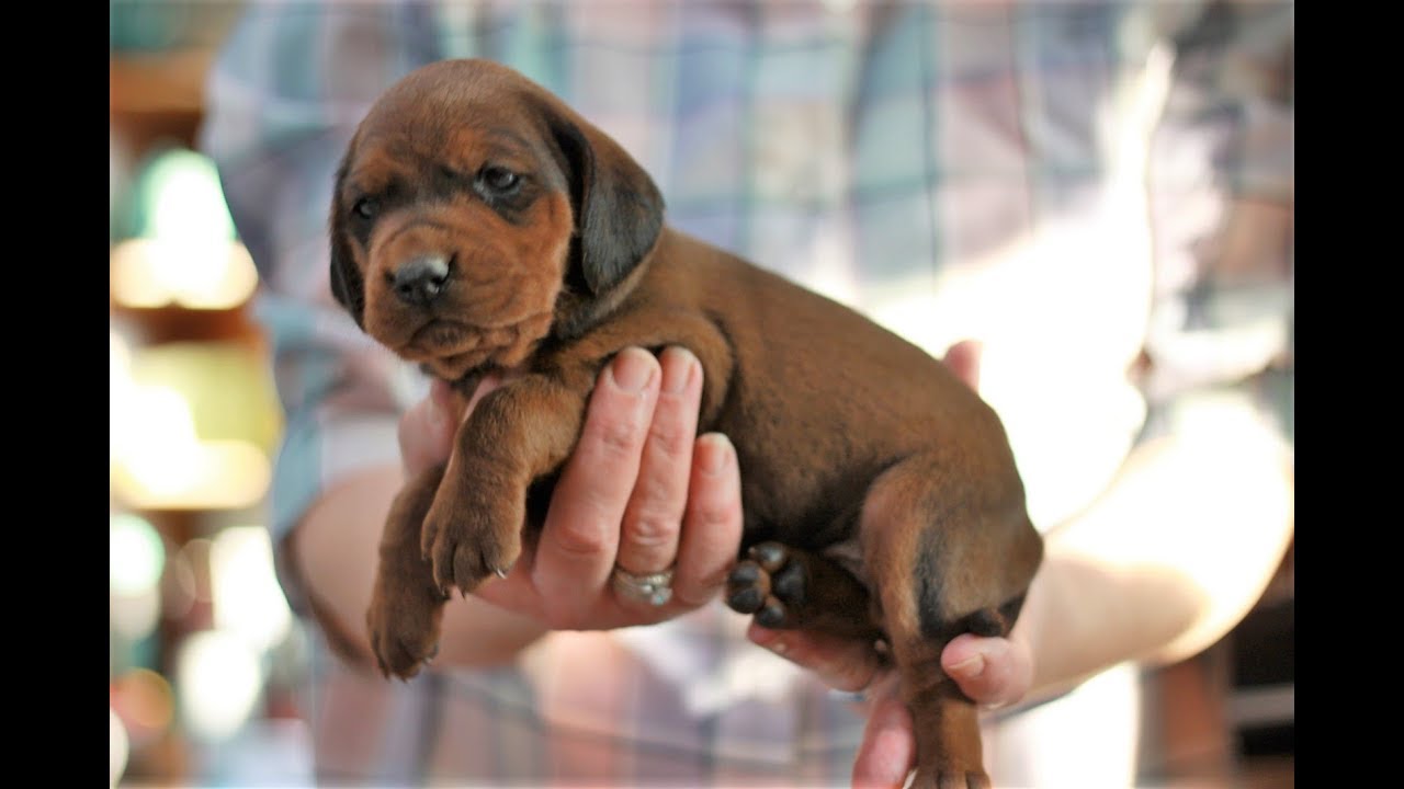 Baby Redbone Coonhound puppies!! Jorja x Jed born Aug 3 2019 - YouTube