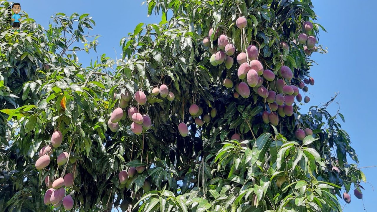 Pé De Manga Carregado - YouTube