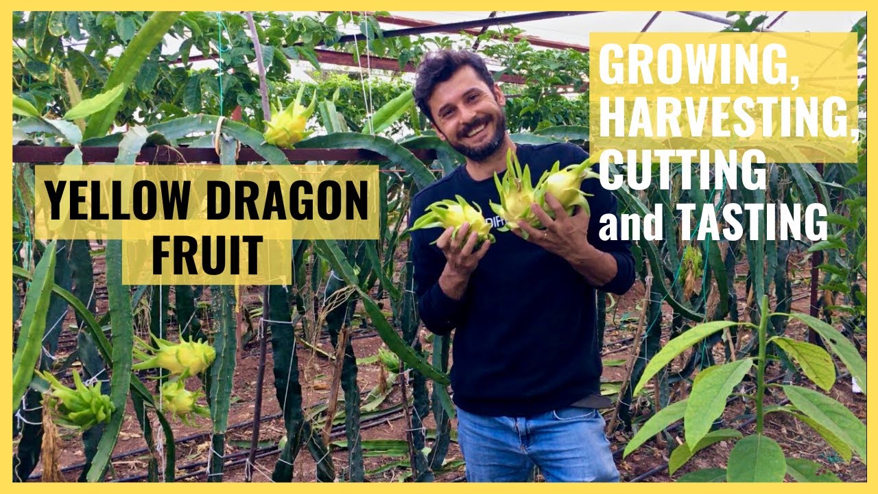 Growing, Harvesting, Cutting and Tasting Yellow Dragon Fruit! Isis Gold ...