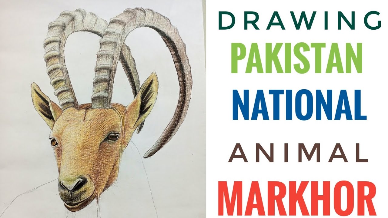 Drawing the National Animal of Pakistan Markhor (GB Ibex). - YouTube