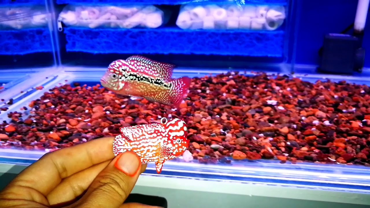 King kamfa vip - YouTube