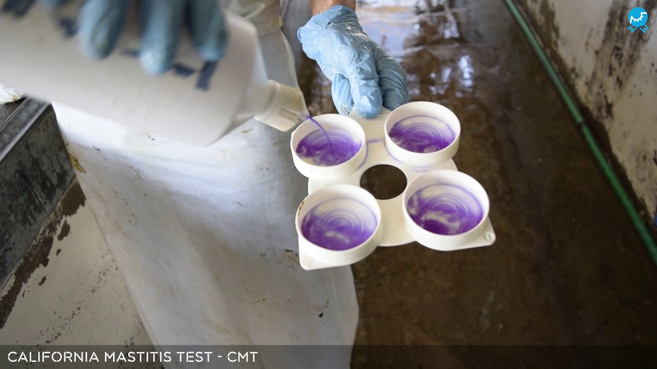 Mastitis Test - YouTube