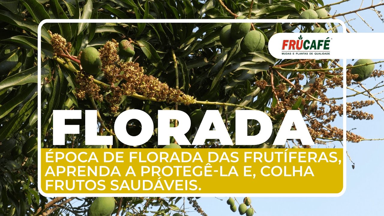 É Época de Florada das Frutíferas, Aprenda a Protegê-la e, Colha Frutos ...
