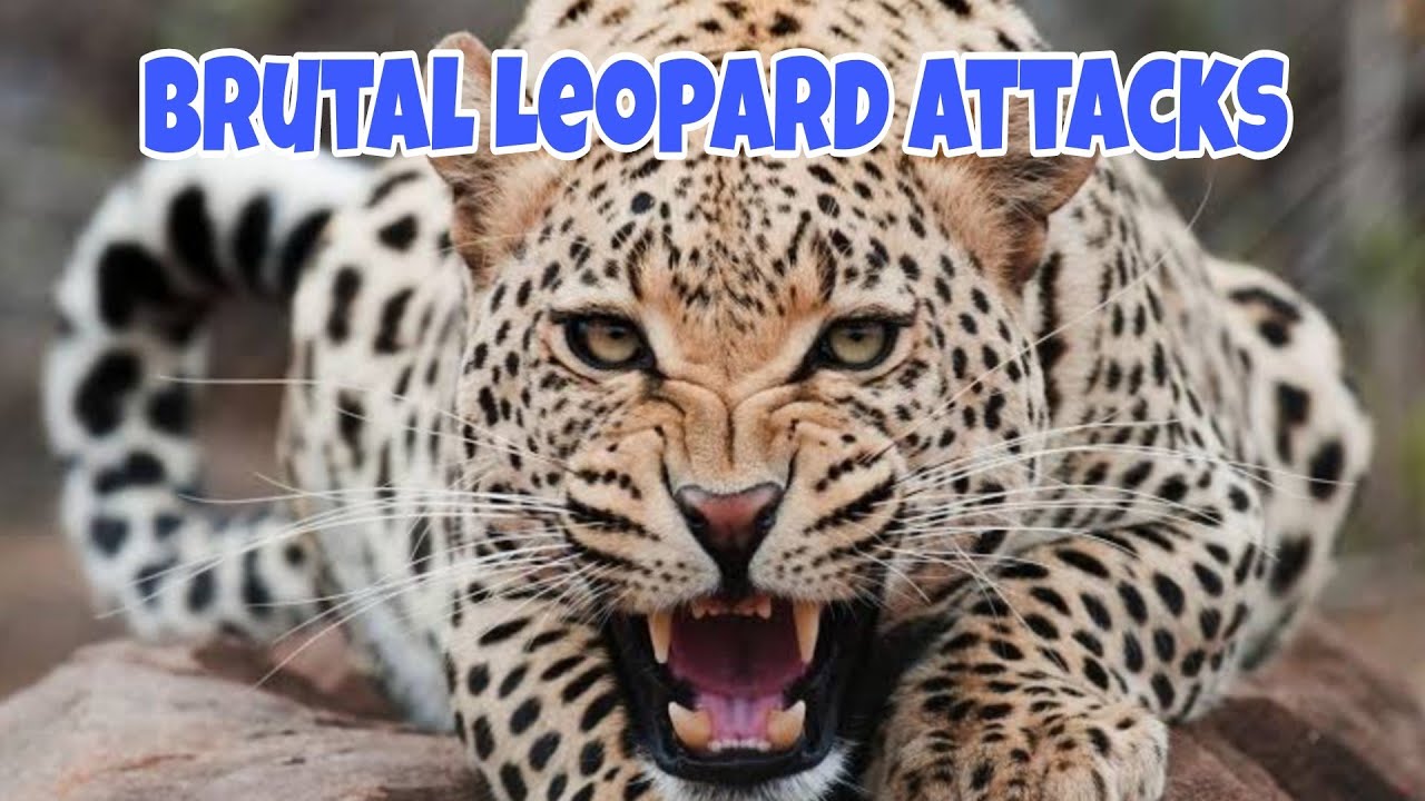 Wild Africa - Brutal Leopard Attacks | Ataques brutais do leopardo # ...