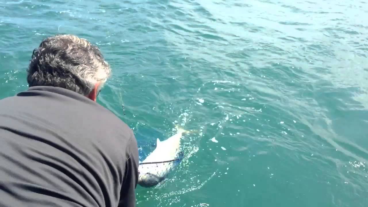 Kaipara Harbour 28lb Kingfish - YouTube