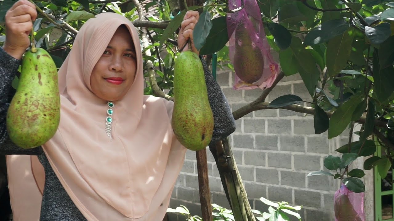 Panen alpukat super jumbo - YouTube