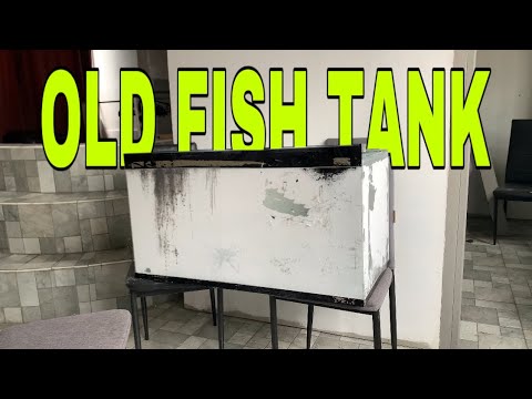 I REVIVED MY OLD FISH TANK - YouTube