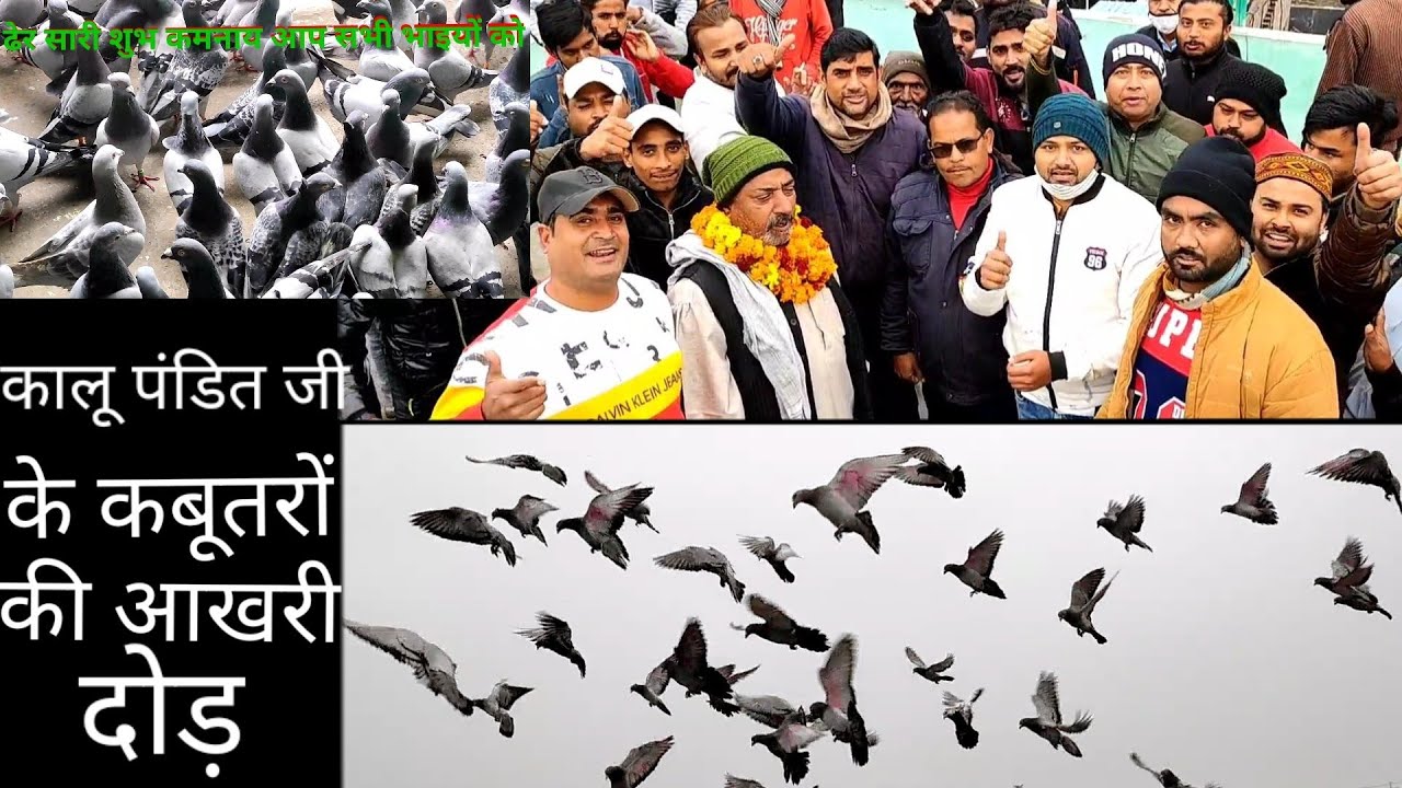 Kalu pandit ji ke kabootar//aur उनके उस्ताद पम्मी साहब//khalifa anees ...