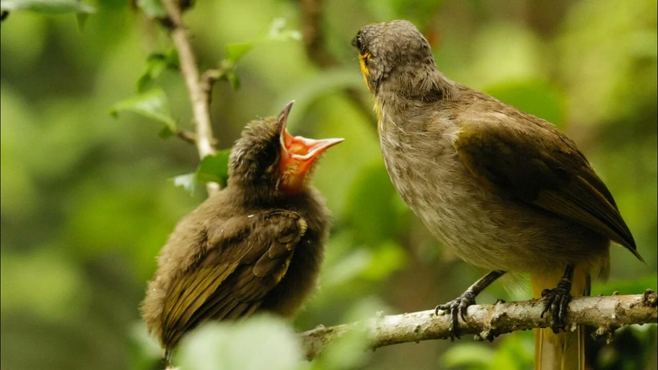 Birds chirping no copyright sound effect - YouTube