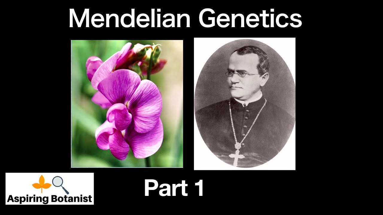 Mendelian Genetics Part 1 - YouTube