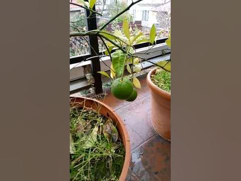 Апельсин Вашингтон навел на подвое Трифолиата - YouTube