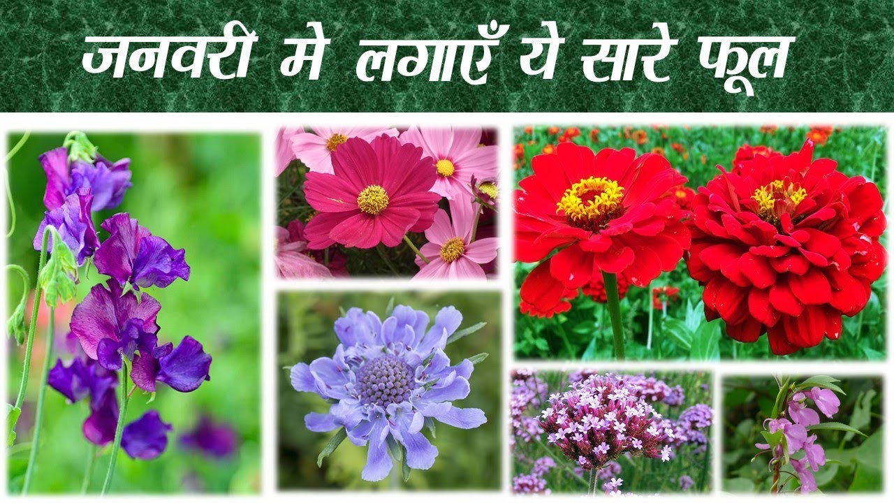 जनवरी में लगाइये ये सारे फूल || January Flowers - YouTube