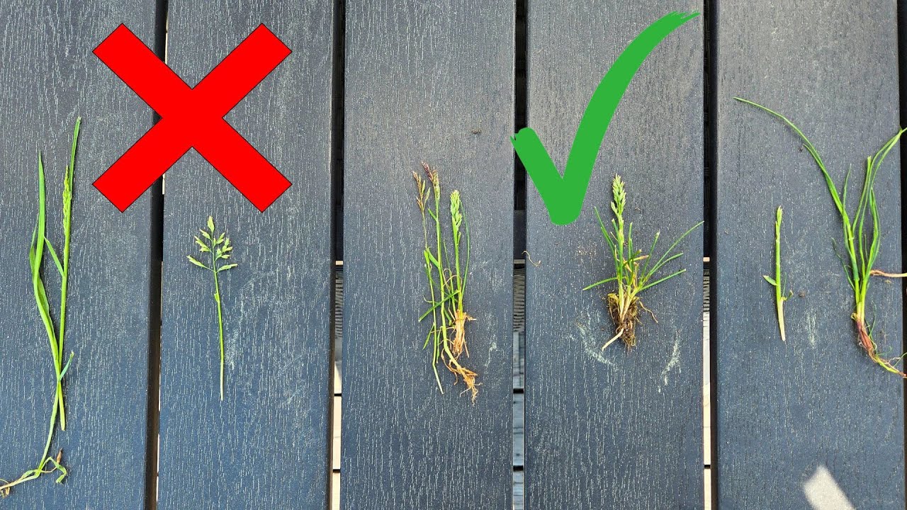 Grass and "Weed grass" Identification! Using seed heads only! - YouTube