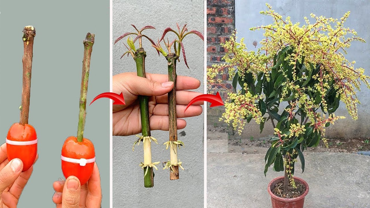The method of propagating mangoes using branches helps the tree grow ...