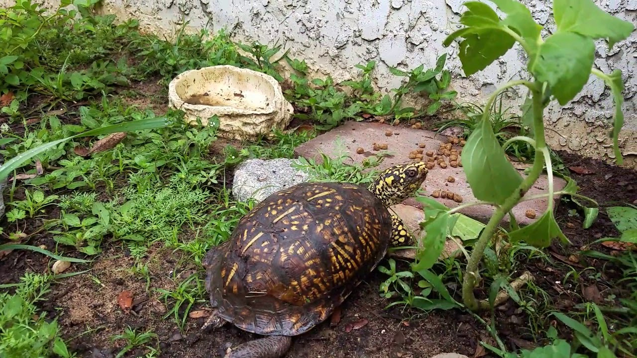 Eastern Box Turtle Enclosure - YouTube