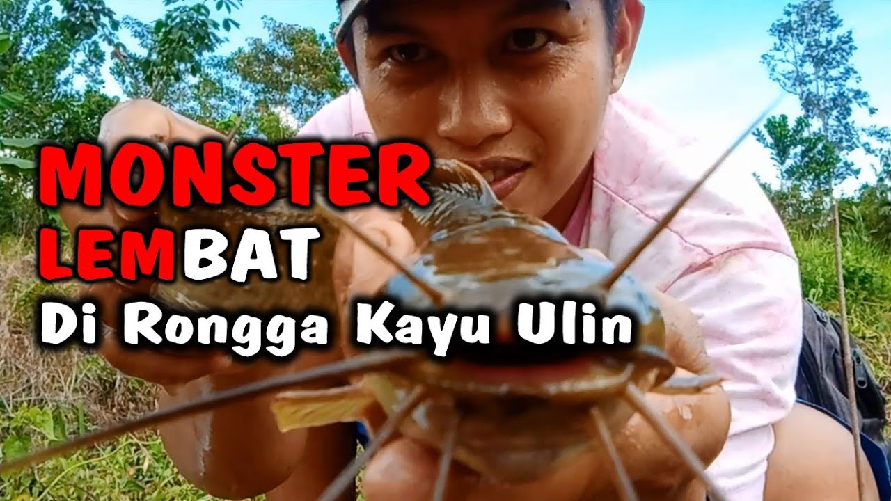 MANCING LELE LEMBAT/AKAR/RAWA DI RONGGA KAYU ULIN - YouTube