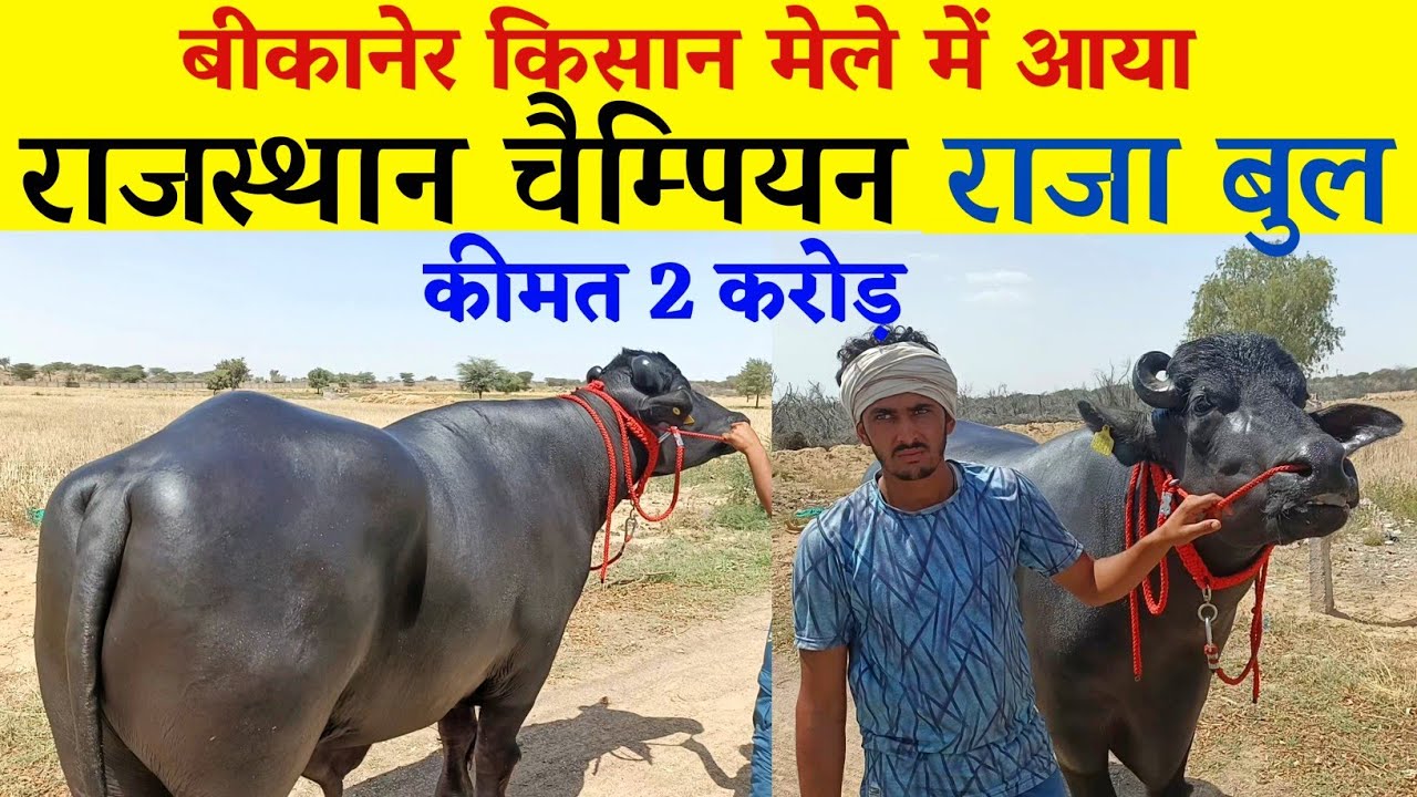 buffalo bull | murrah buffalo | best buffalo bull | raja bull | nili ...