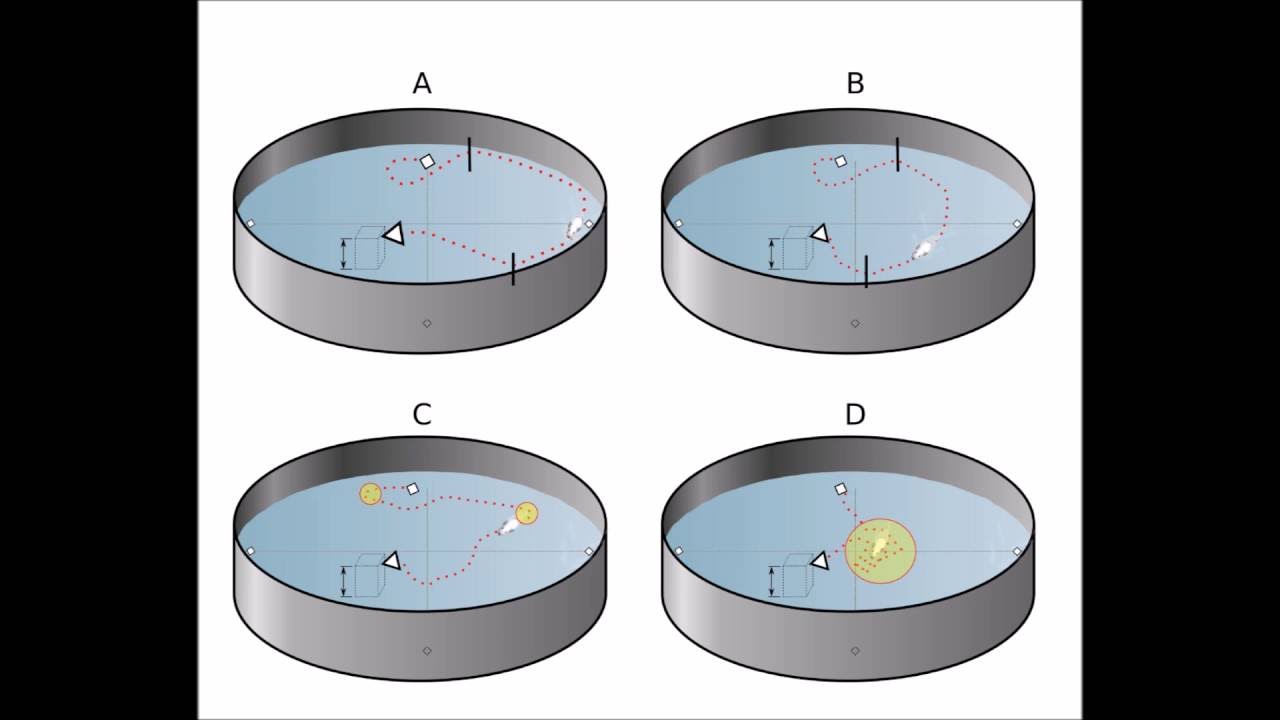 The Virtual Morris Water Maze - YouTube