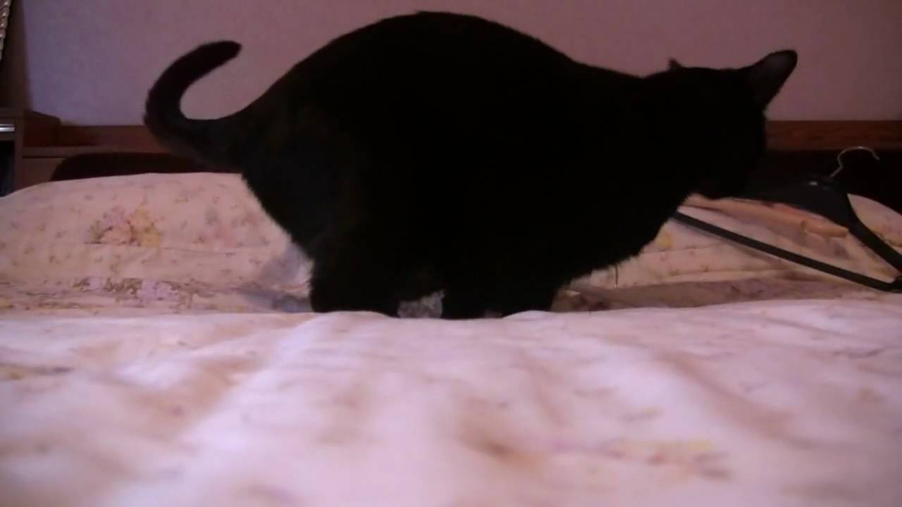 FARTING CAT!! SO FUNNY ! MUST SEE , FAIL - YouTube