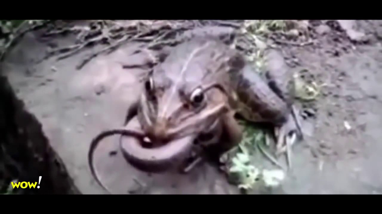 Giant frog eat snake amazing fight - YouTube