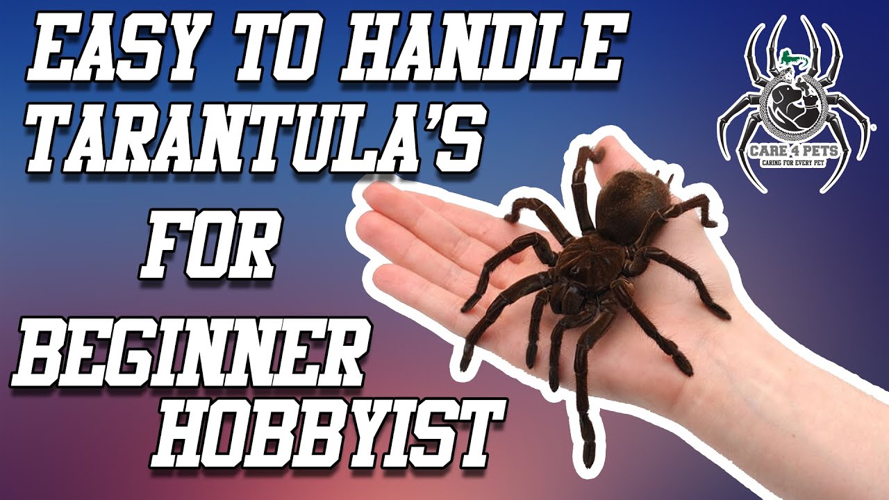 Top 5 Most Docile Tarantula Species For Beginners | Easy To Handle New ...