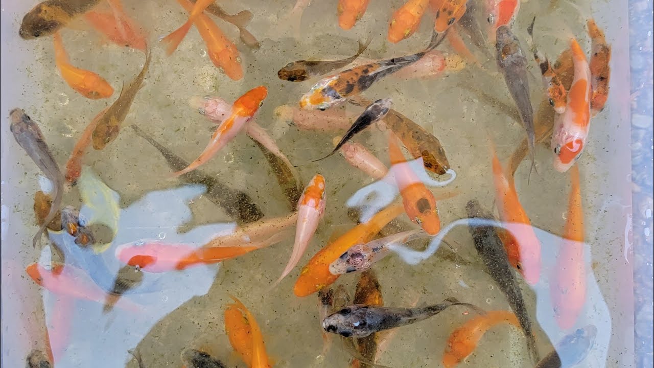 The unedited version of the 20 days update on the Gosanke peanuts koi ...