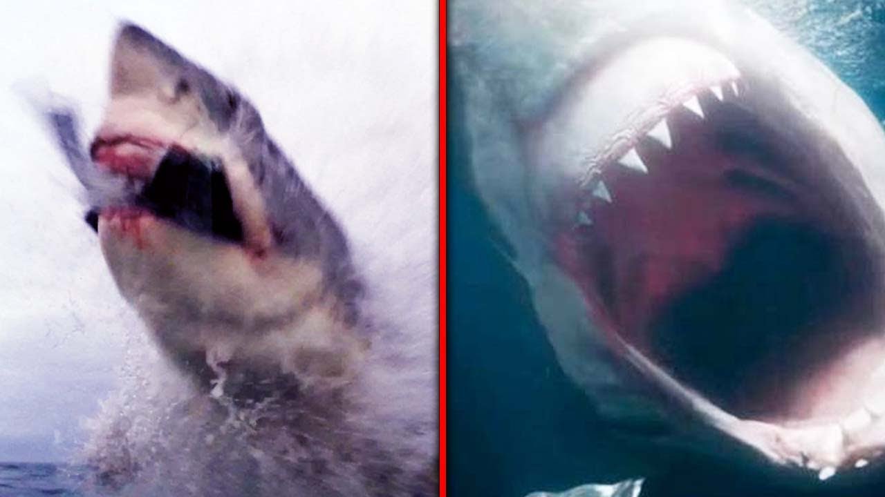 Top 10 Scary Shark Sightings That Could Be The Megalodon - YouTube