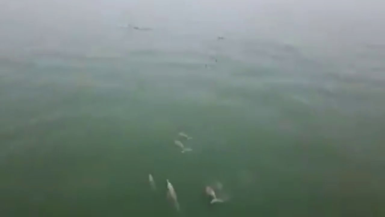 Dolphin datang penang lagiii - YouTube