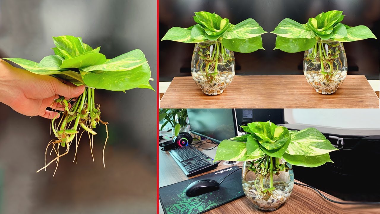 How to grow Pothos Ivory aquatic indoor plant always green. Great air ...