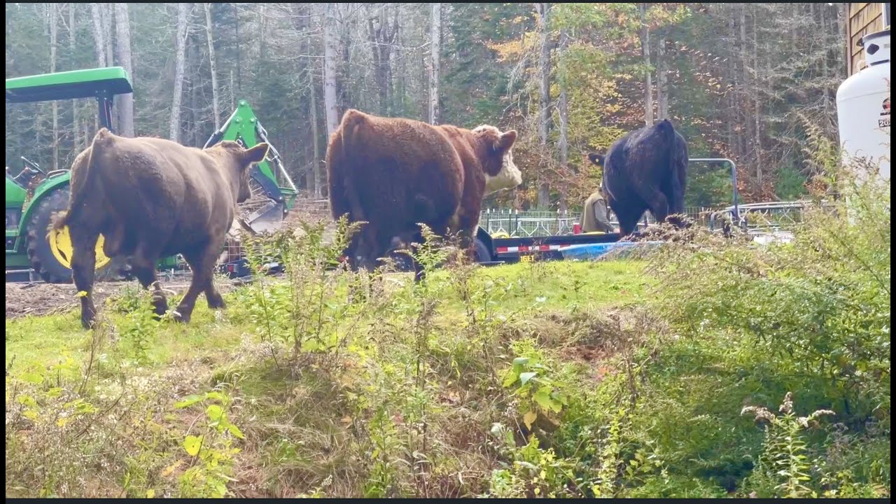 CATTLE BREAKOUT - YouTube