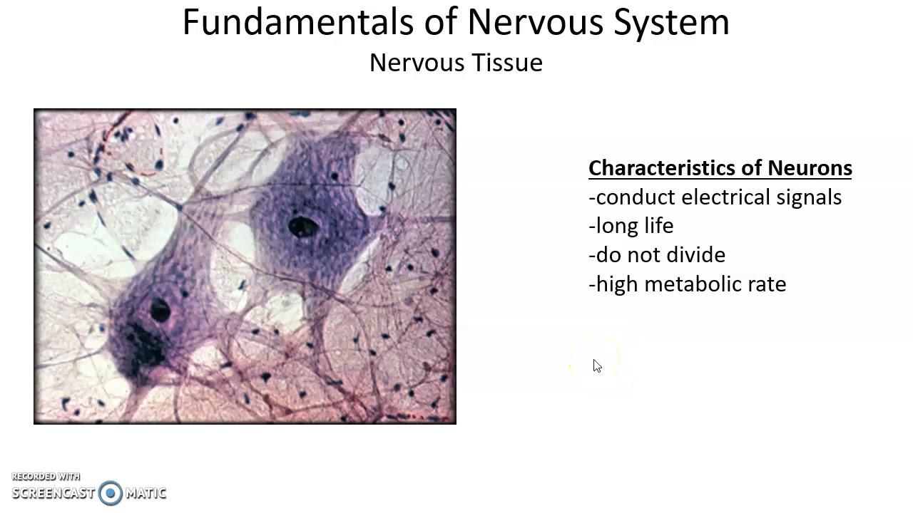 Human Anatomy Chapter 12: Fundamentals of the Nervous System Part 1 ...