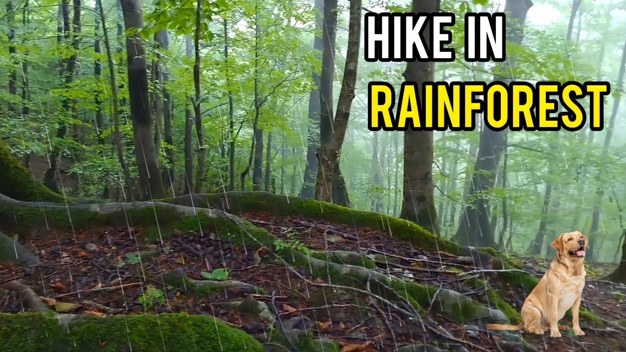 Relaxing ASMR virtual Walk through Foggy Forest - YouTube