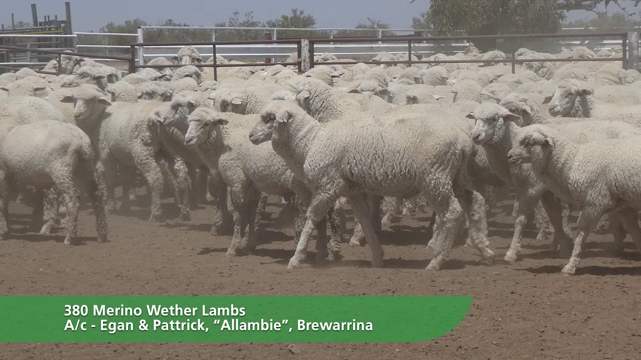 380 Merino Wether Lambs, A/c - Egan & Pattrick - YouTube