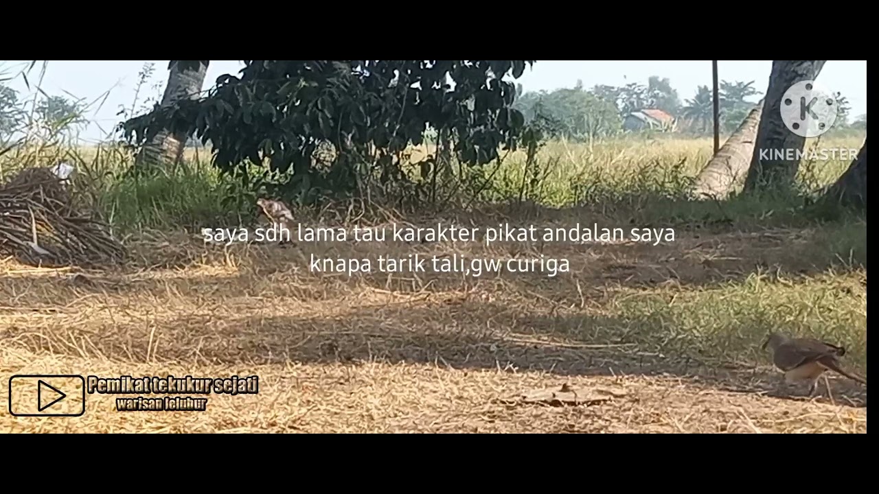 predator biawak pemangsa pikat,mengejar,mengintai pikat ruokpaok - YouTube