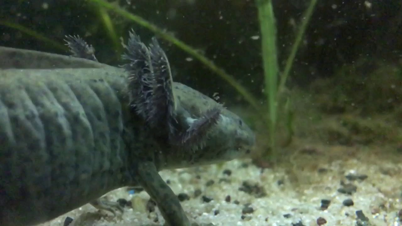 Axolotl gill movement in slo motion - YouTube