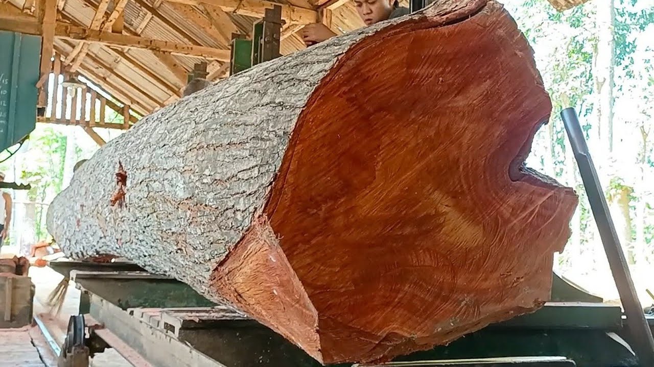 the process of sawing the largest giant mahogany logs into fine truck ...