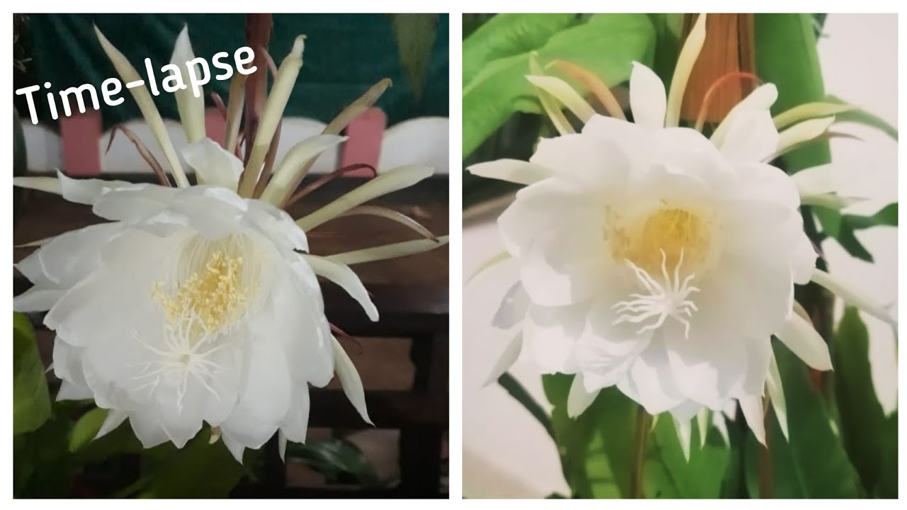 Queen of the Night - Epiphyllum Oxypetalum | Nishagandhi flower - YouTube