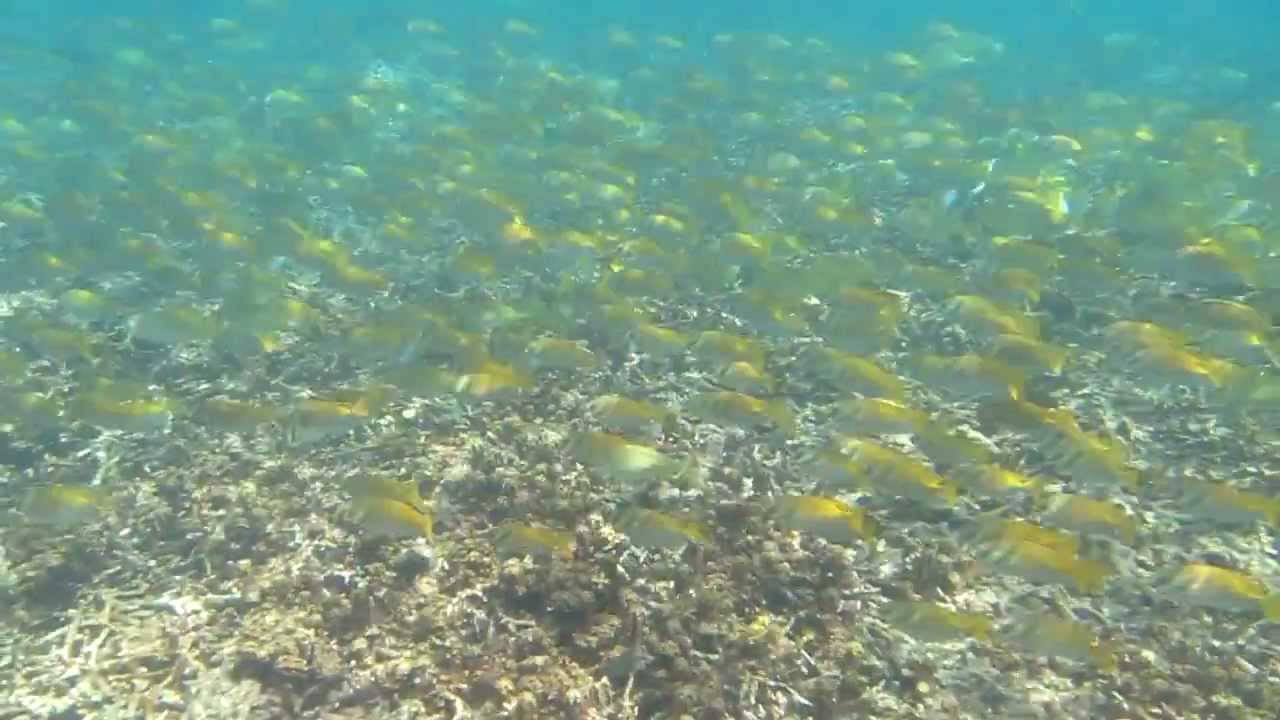 School of rabbit fish at Shark Bay - YouTube