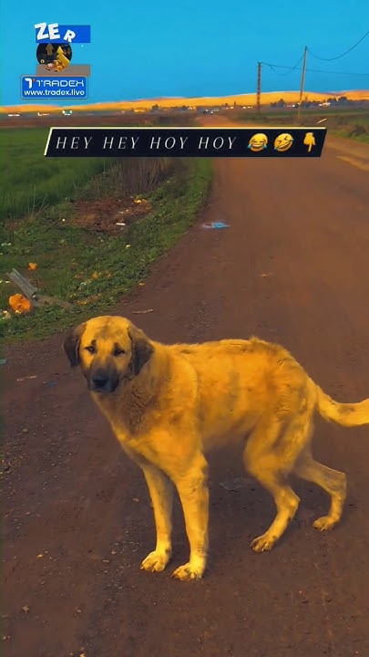 Hey Hey Hoy Hoy 🐶🐕#dog #comedy #funny #viral - YouTube