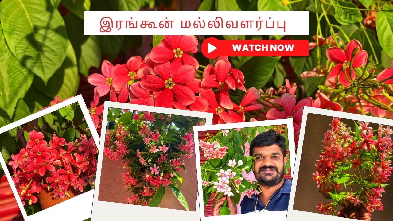 இரங்கூன் மல்லி பூச்செடி வளர்ப்பது எப்படி? Rangoon Malli Poochedi ...