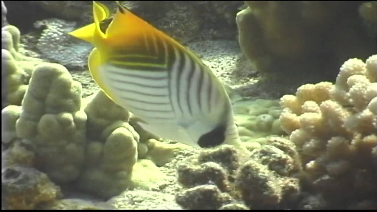Best Hawaiian Threadfin Butterflyfish - YouTube