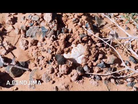 ترفاس بشار 2017 الجزائر TRUFFE BECHAR 2017 ALGERIE