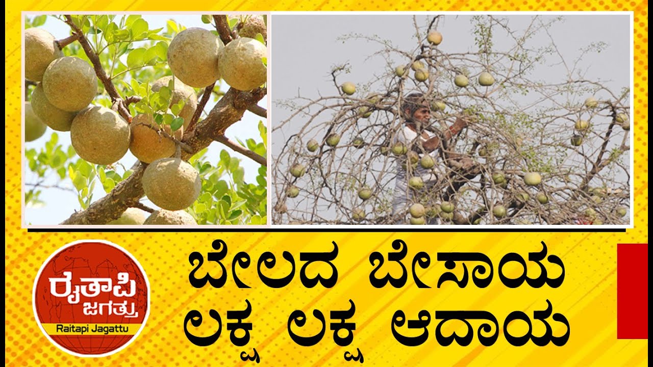 ಬೇಲದ ಬೇಸಾಯ ಲಕ್ಷ ಲಕ್ಷ ಆದಾಯ || Woodapple Agriculture || Bela Fruit - YouTube