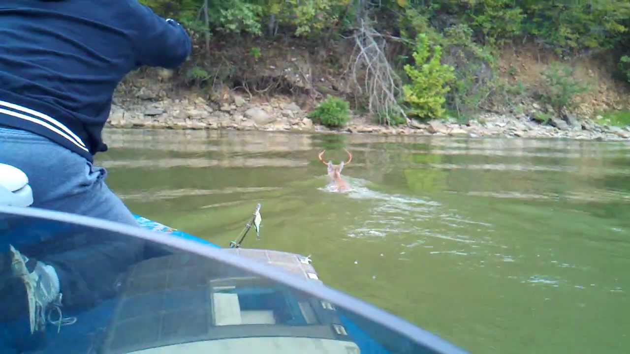 Nice Buck BITES it while FISHING after it swims right by my boat ...