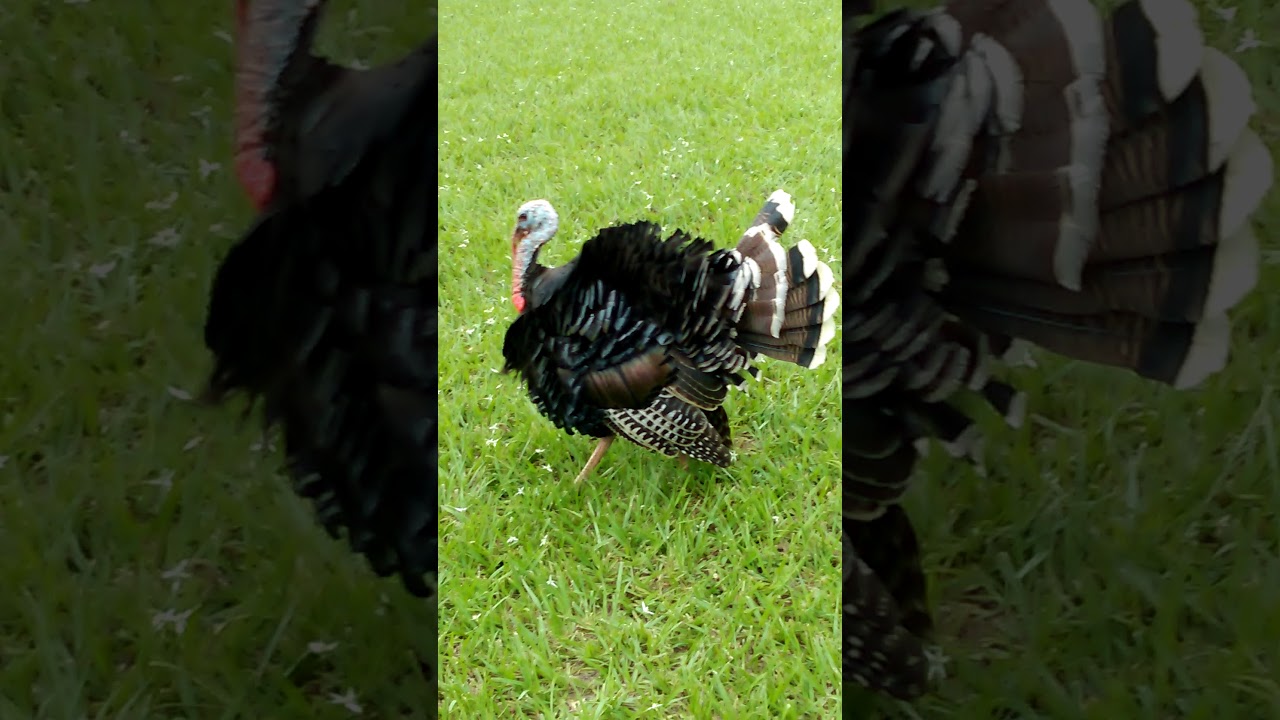 Turkey, turkey - YouTube