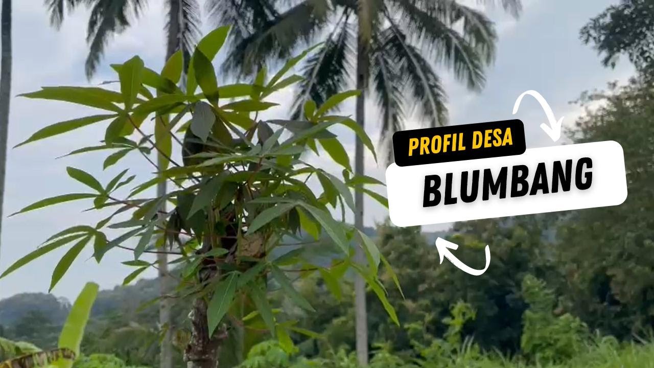 Profil Dusun Blumbang, Banjararum, Kalibawang, Kulonprogo - YouTube