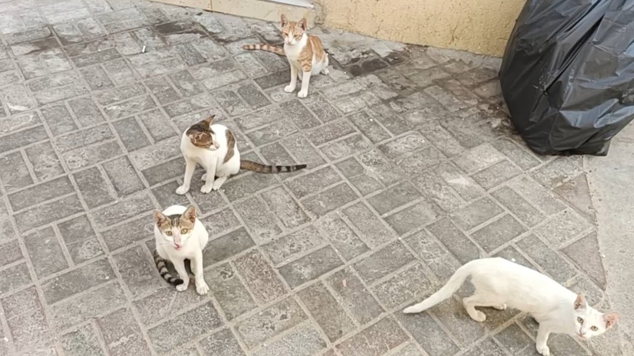 Stray Cats Sitting in Line to Get Food | Cats videos | Cute cats | Cute ...