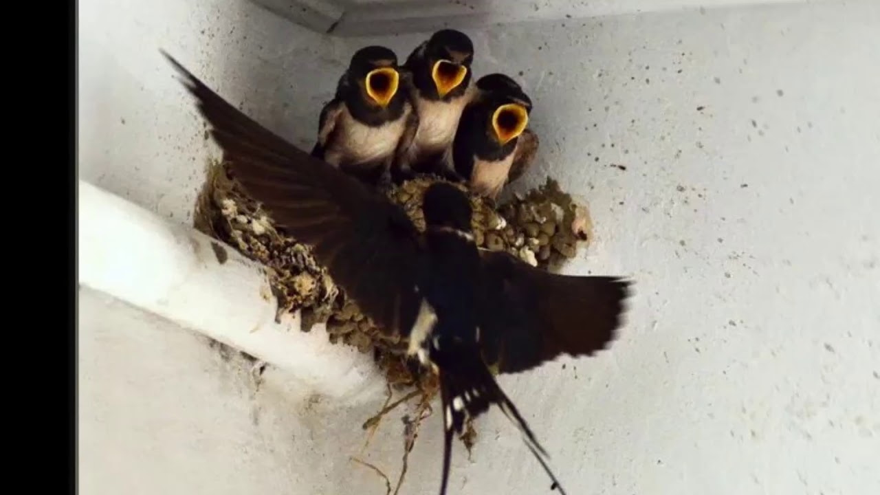 SUARA PANGGIL BURUNG WALET GORILAZ ASLI DARI ALAM 081359672088 | HOW TO ...