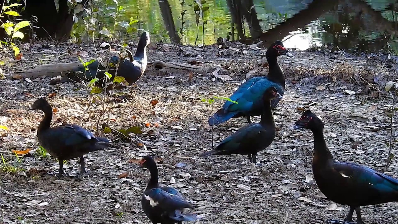 Muscovy Duck: Flock Around the Creek - Wild Ducks in Action - (Cairina ...