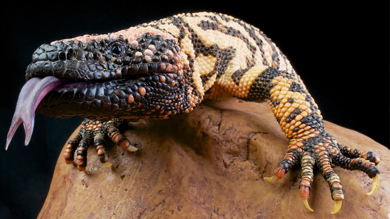 Creatures with Lethal Venom | Animal Documentary - YouTube